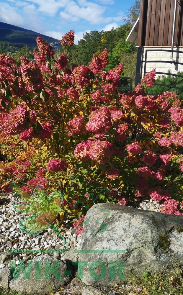 Hortensja bukietowa Hortensja bukietowa Fraise Melba (Renba) Hydrangea ...